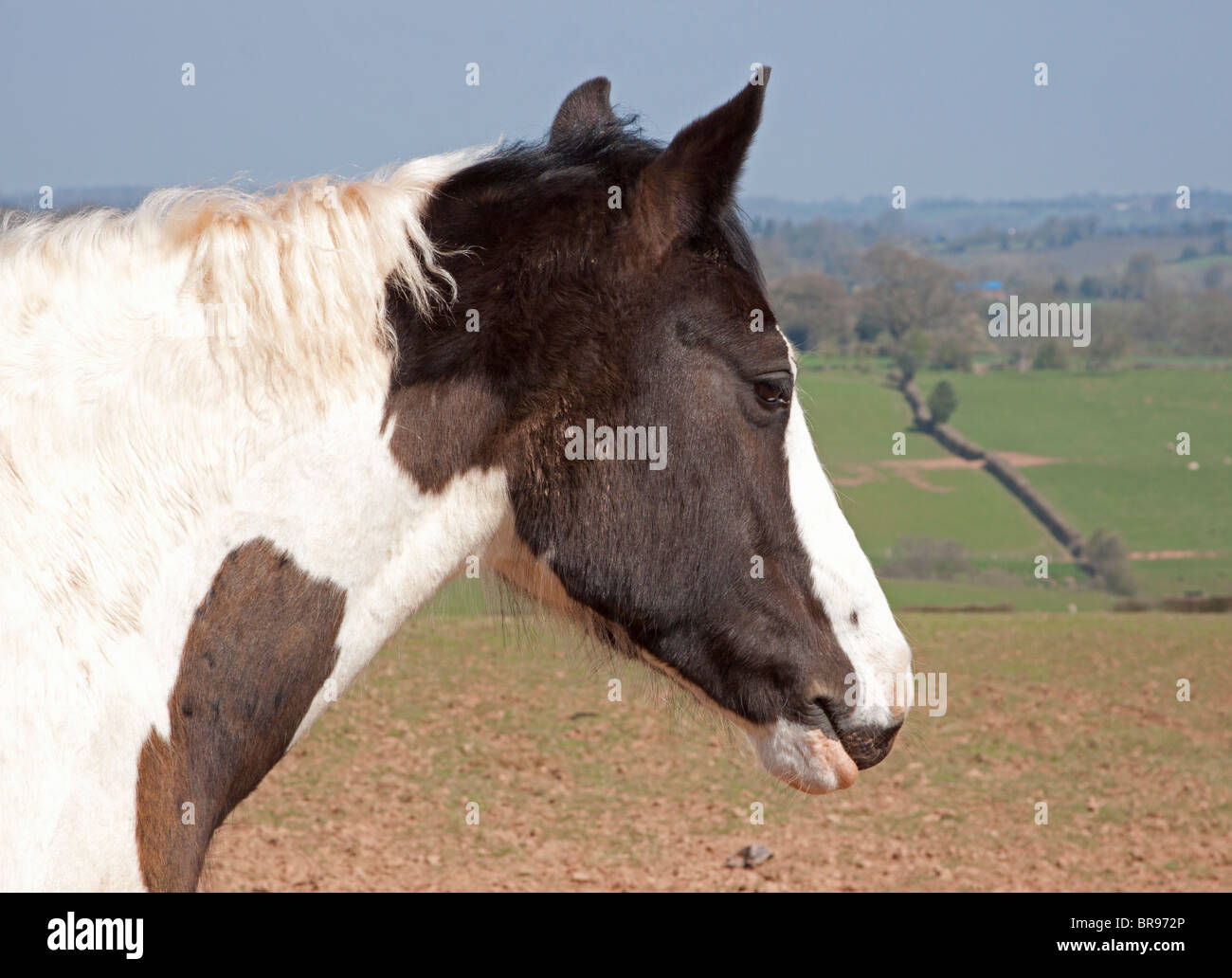 Skewbald horse hi-res stock photography and images - Alamy