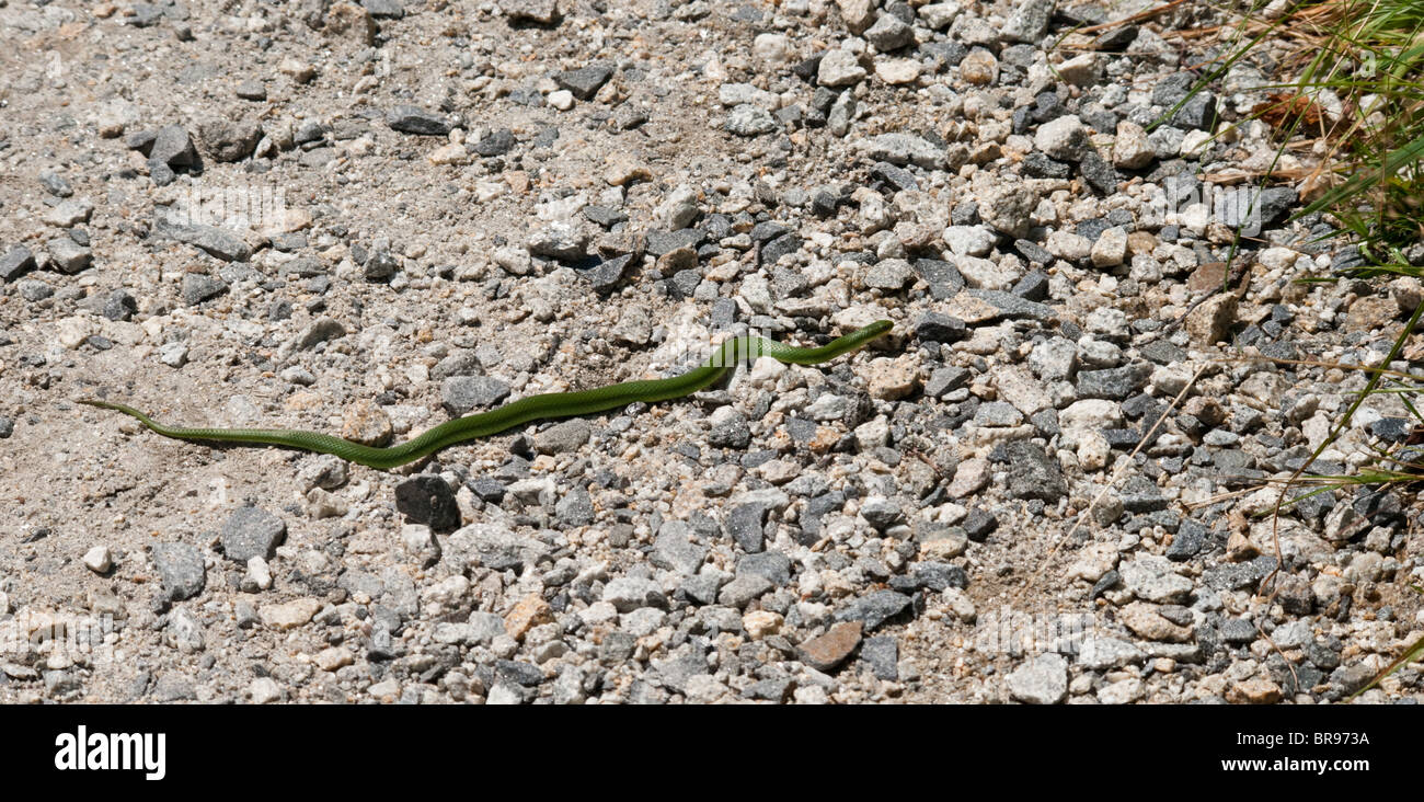 Eastern Green Snake Stock Photo - Alamy