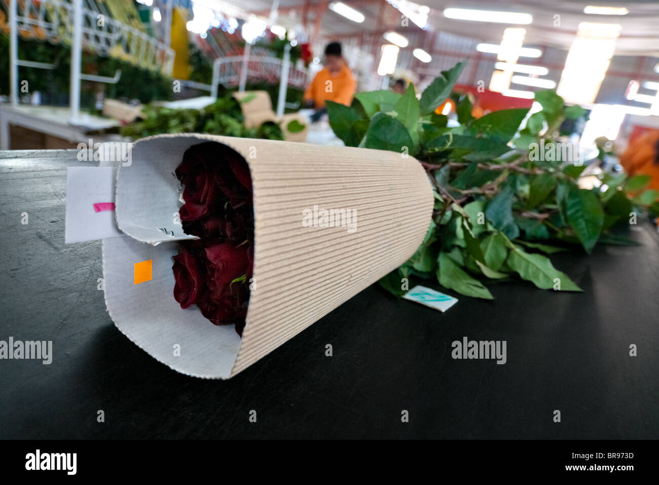 A wraped box of roses on the flow line in the packaging hall of a ...
