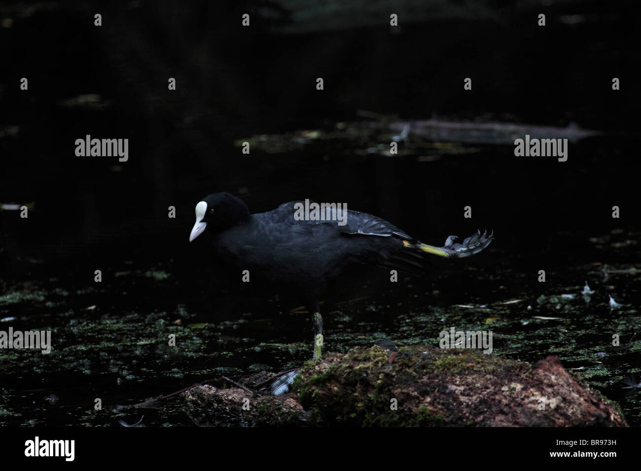 Coot stretching leg Stock Photo - Alamy