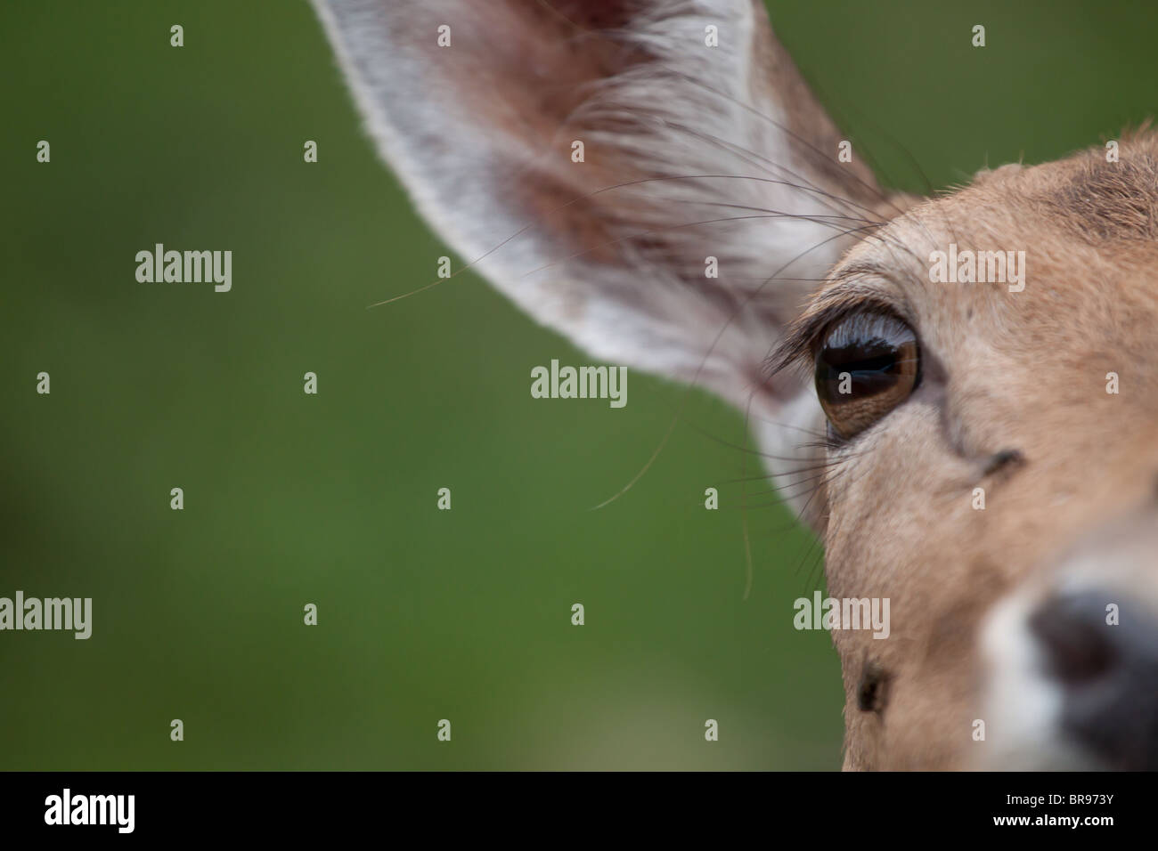 Deer eye close up hi-res stock photography and images - Alamy