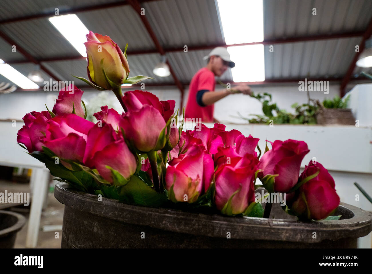 Flower Production Ecuador High Resolution Stock Photography and Images ...