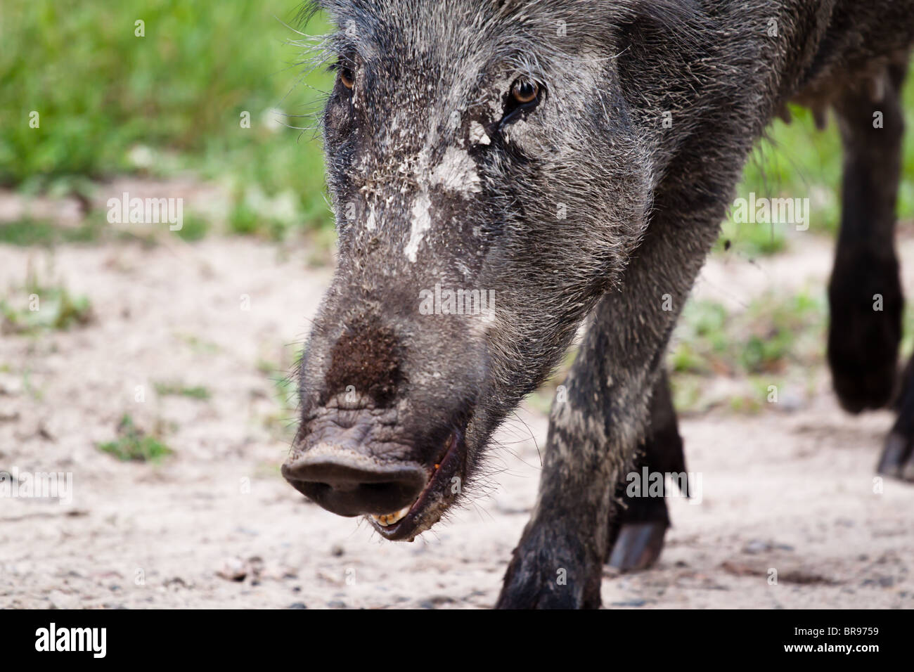 Pigs Hooves