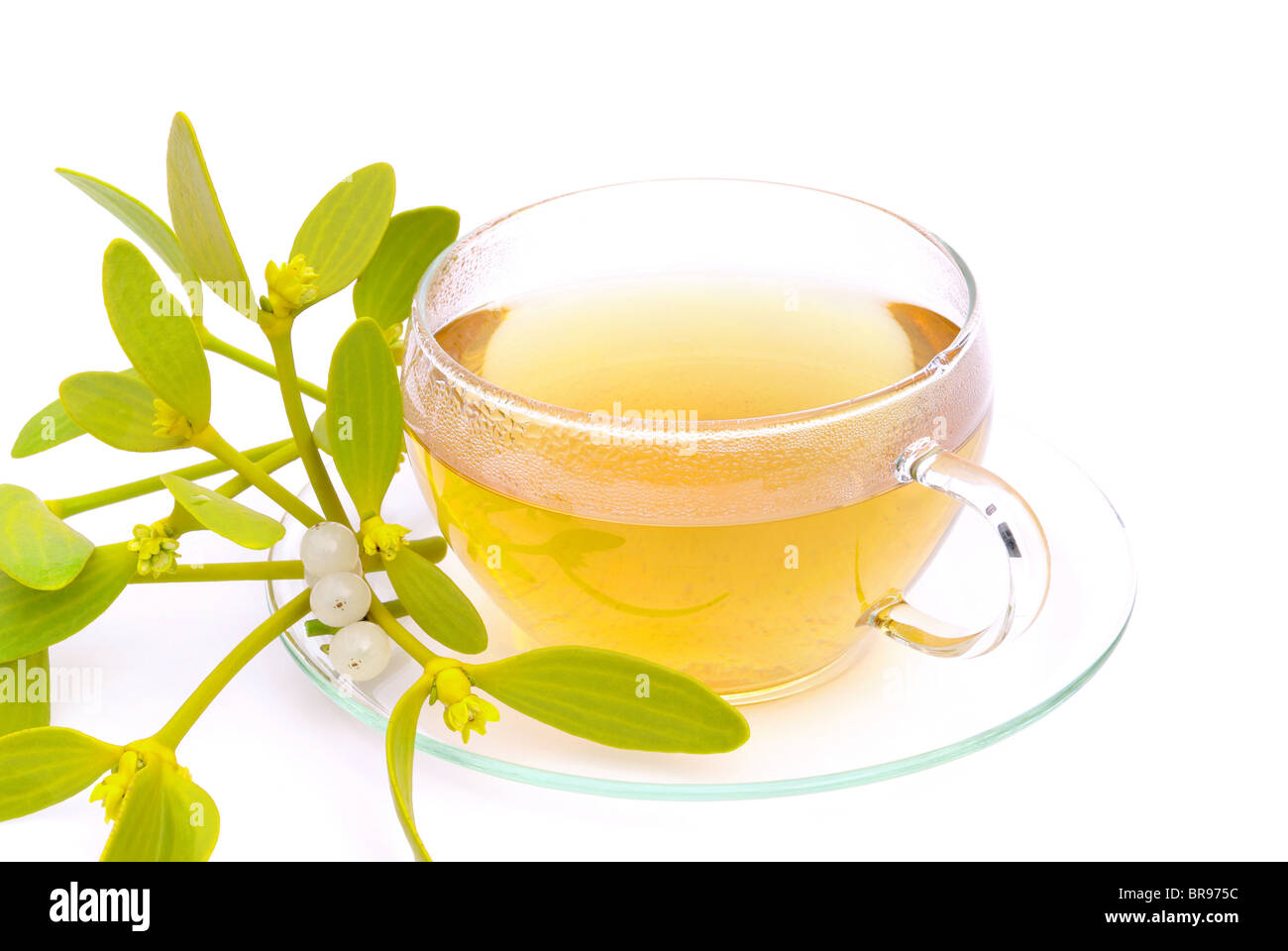 Misteltee hi-res stock photography and images - Alamy