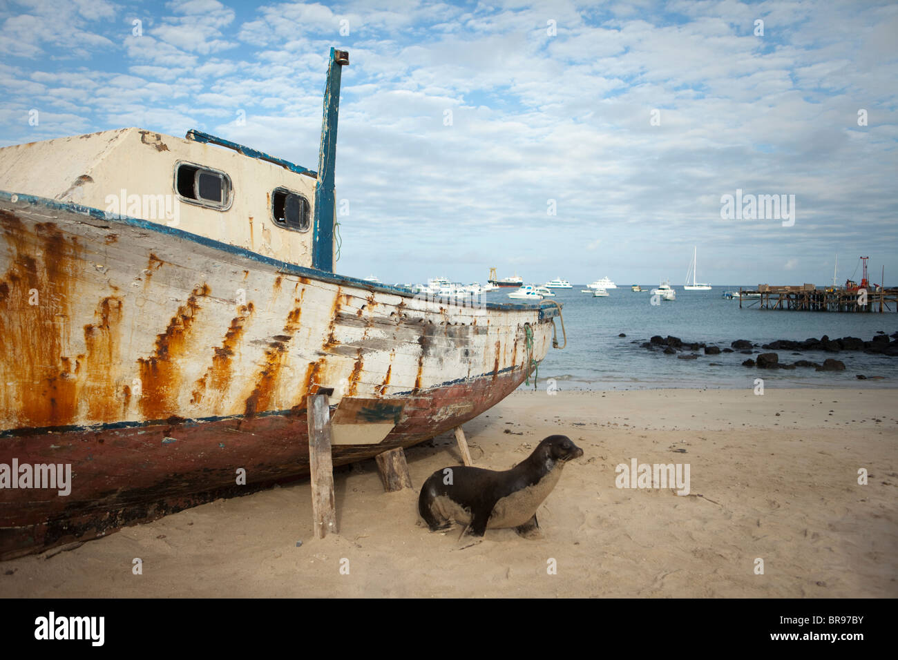 Sea lion boat hi-res stock photography and images - Alamy