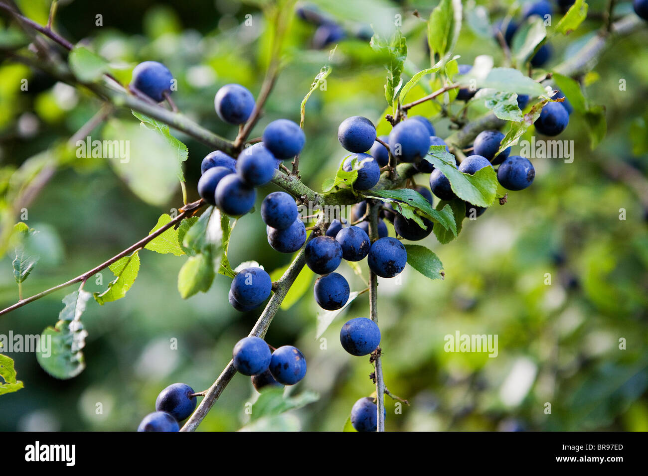 A branch containing sloe fruits Stock Photo - Alamy