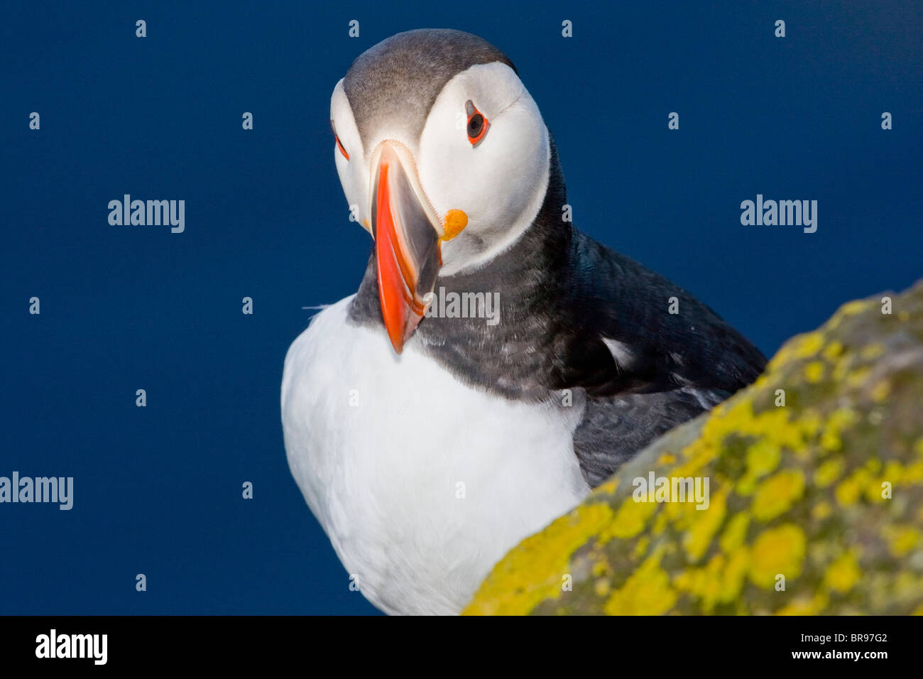 The Atlantic Puffin, a pelagic seabird, shown here in breeding colors ...