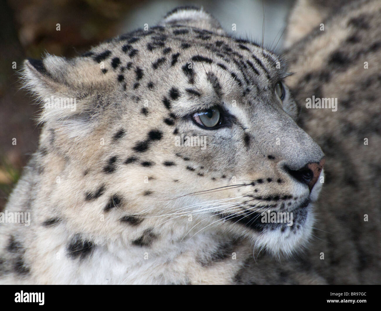 Snow leopard (headshot Stock Photo - Alamy