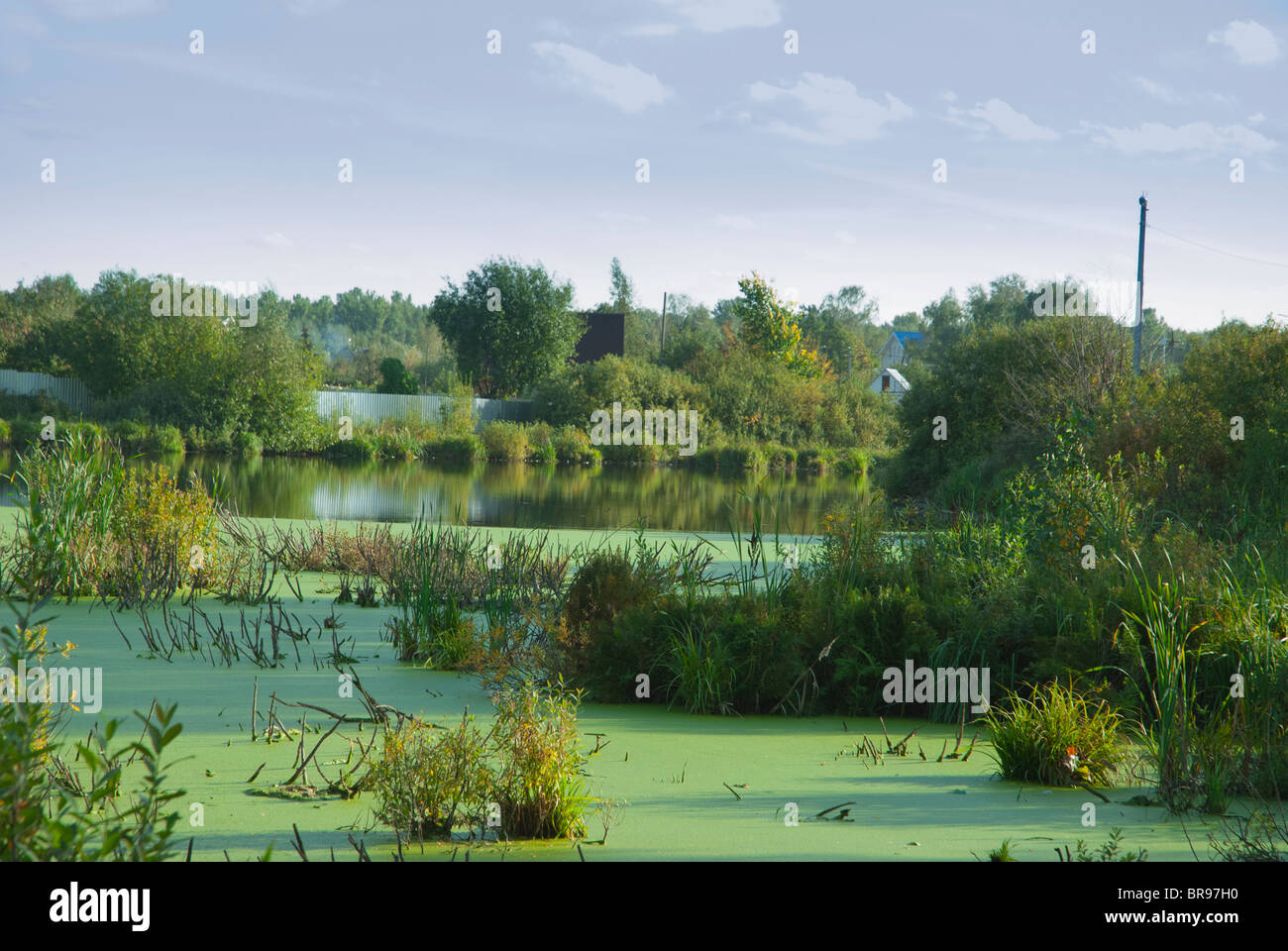Pond with green water hi-res stock photography and images - Alamy