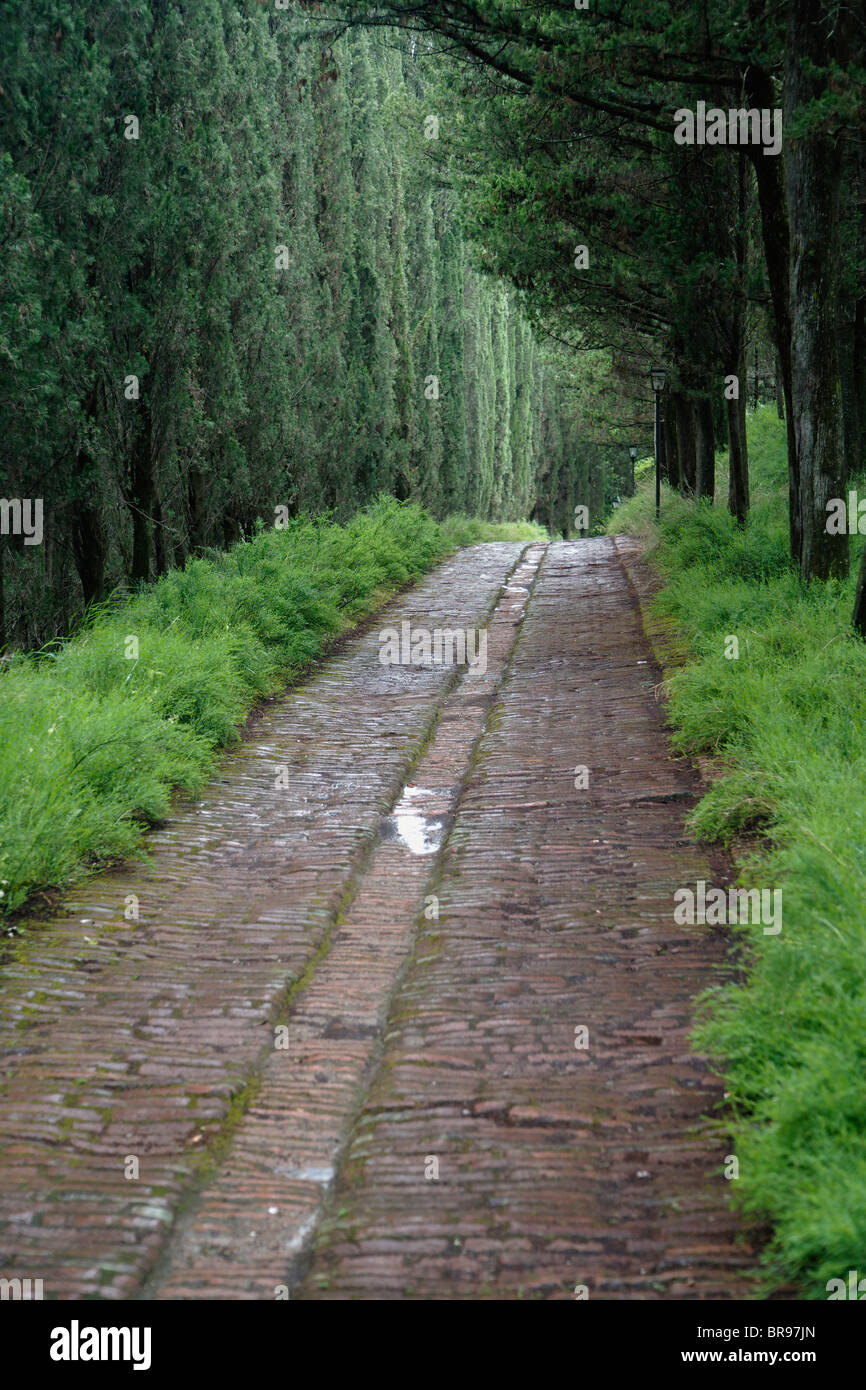 Tree lined lane, Abbey of Monte Oliveto Maggiore; Asciano; Italy ...