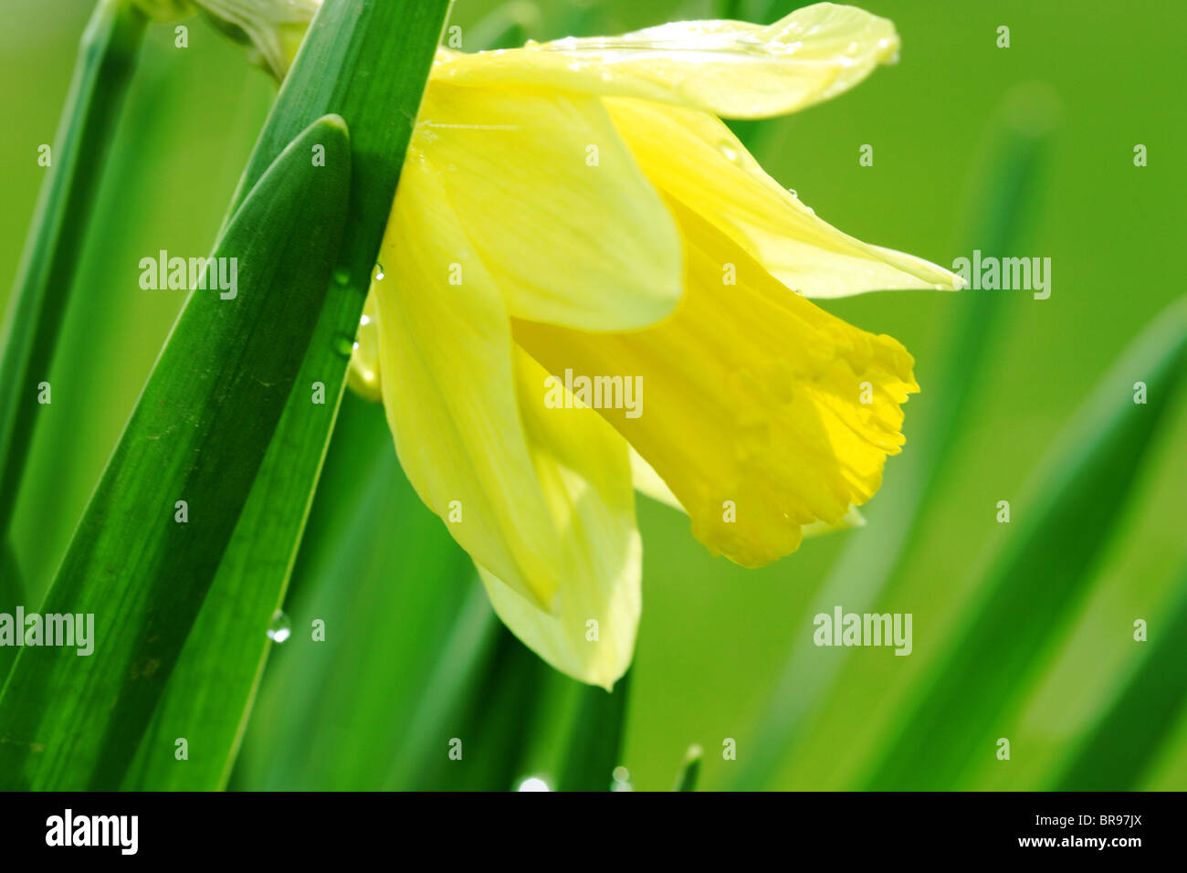 Fresh spring yellow primrose blossom Stock Photo - Alamy