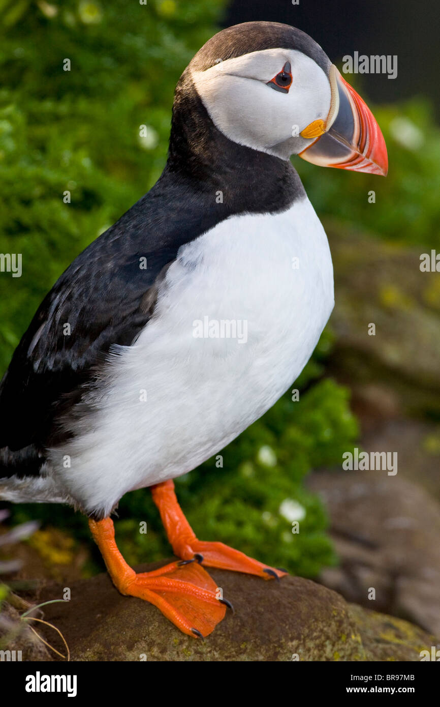 The Atlantic Puffin, a pelagic seabird, shown here in breeding colors ...