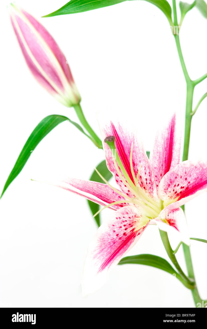 Portrait of Lily (geneva) Flowers on a White Background Stock Photo - Alamy
