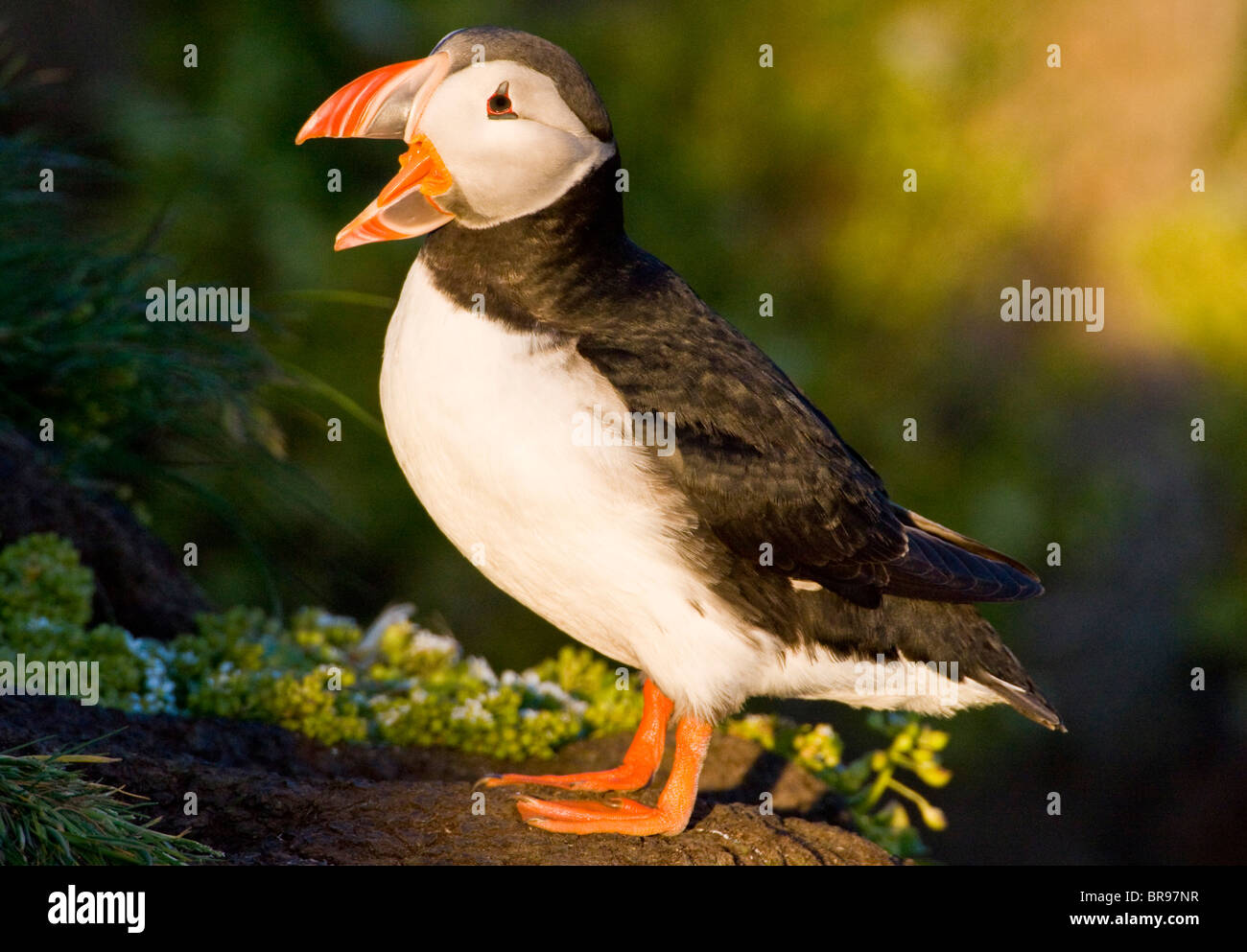 The Atlantic Puffin, a pelagic seabird, shown here in breeding colors ...