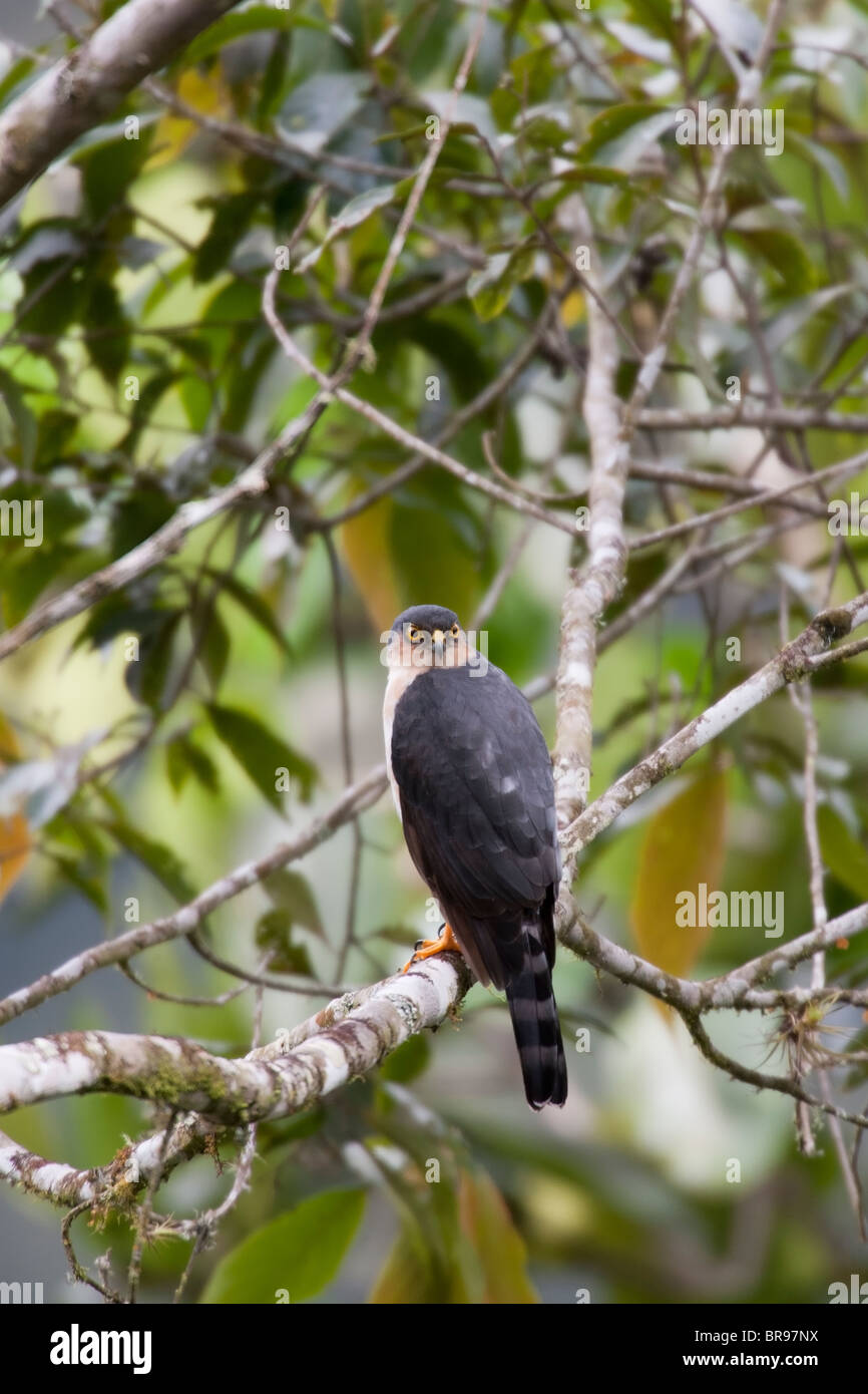 Sharp-shinned Hawk (Accipiter striatus ventralis), Plain-breasted ...