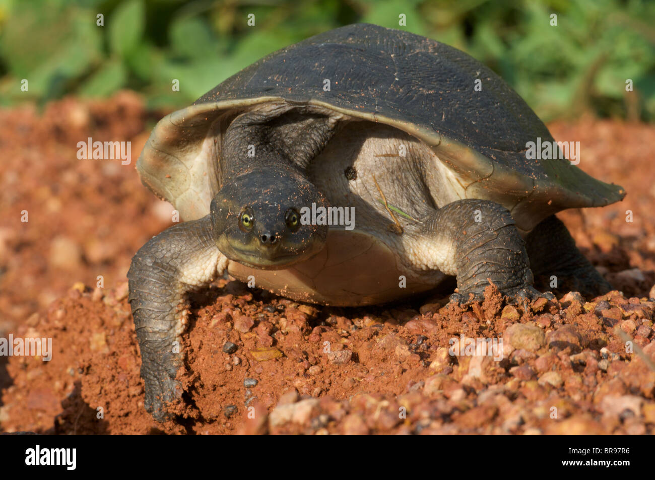 A Northern Yellow-faced Turtle (Emydura tanybaraga) clambering across ...