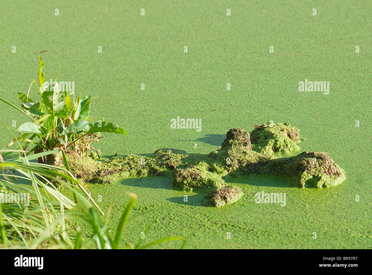 Pond with green water hi-res stock photography and images - Alamy