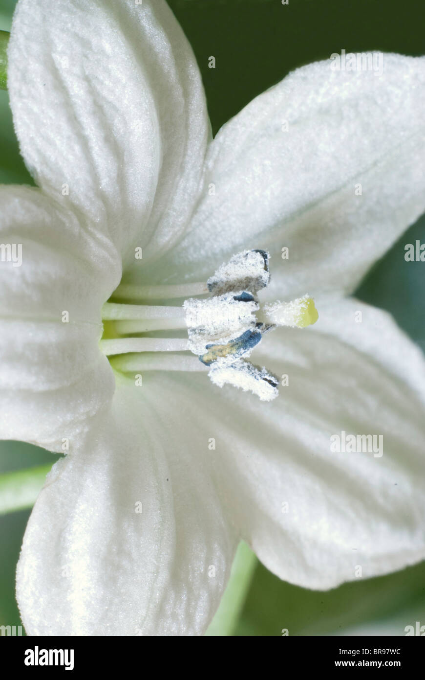 Pepper flower hi-res stock photography and images - Alamy