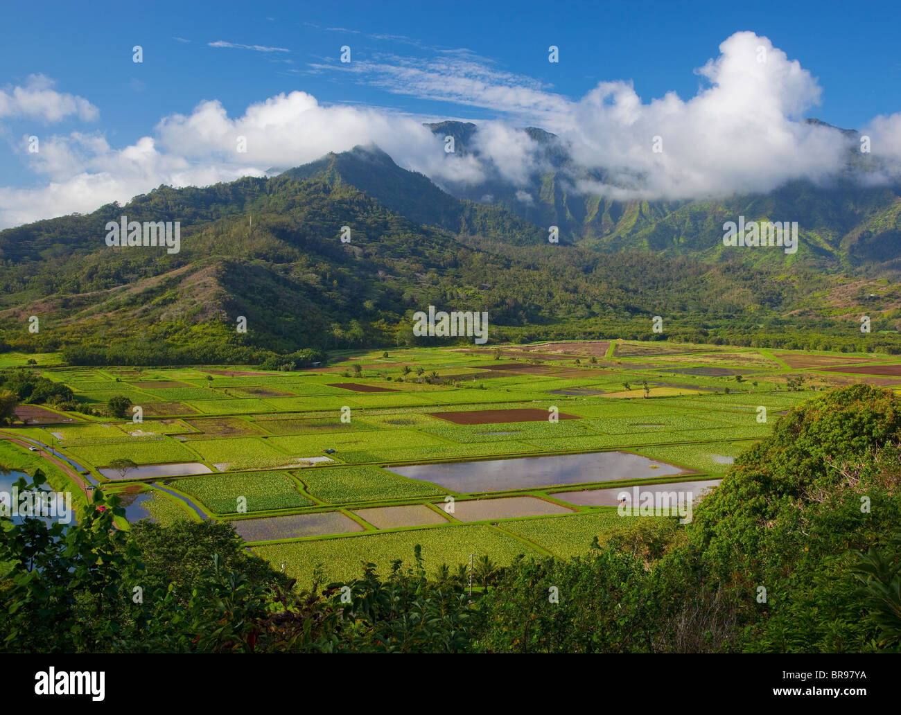 Hanalei national wildlife refuge hi-res stock photography and images ...