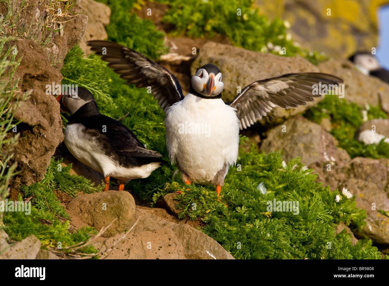 The Atlantic Puffin, a pelagic seabird, shown here in breeding colors ...