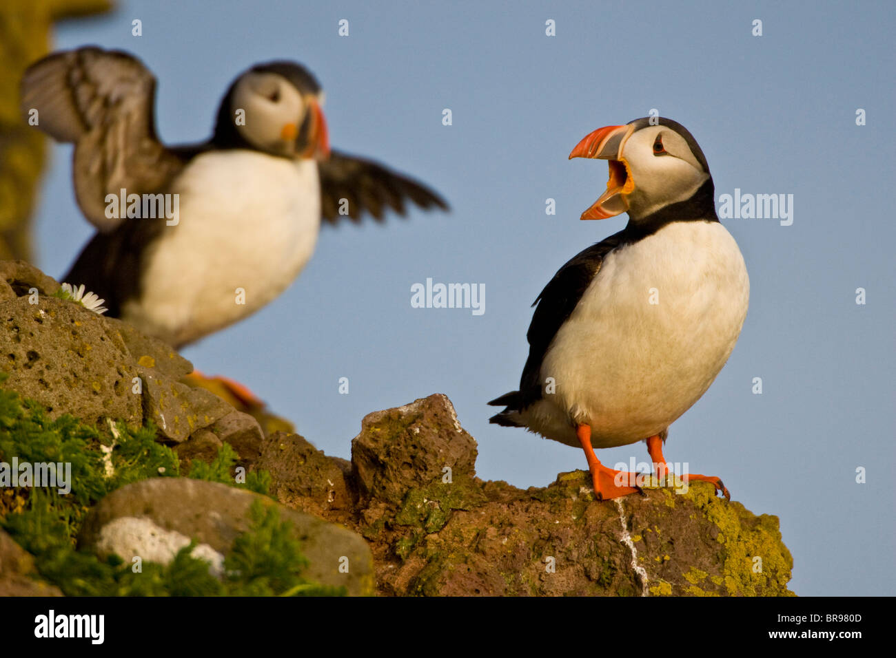 The Atlantic Puffin, a pelagic seabird, shown here in breeding colors ...