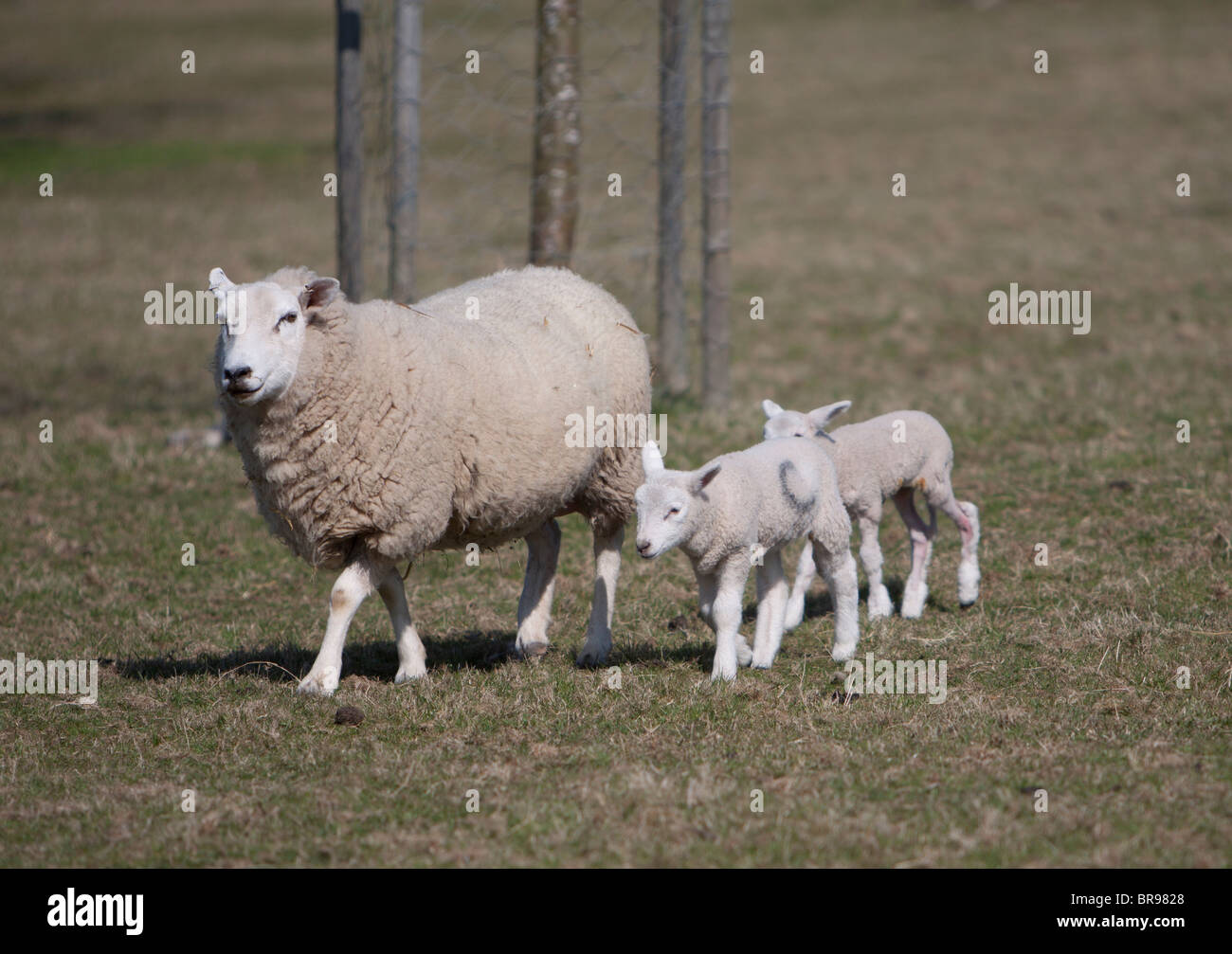 Ewe with two lambs Stock Photo - Alamy