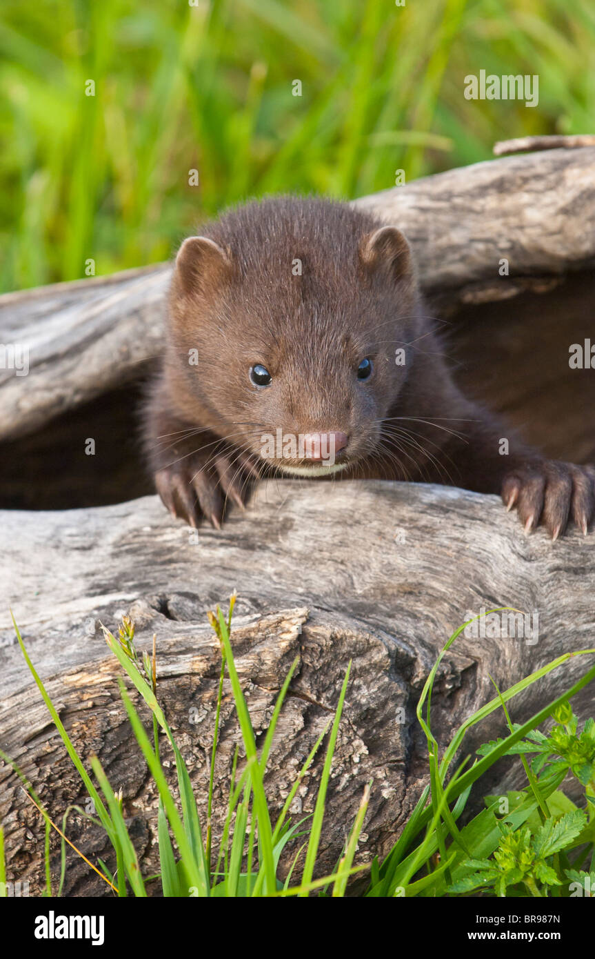Mink hi-res stock photography and images - Alamy