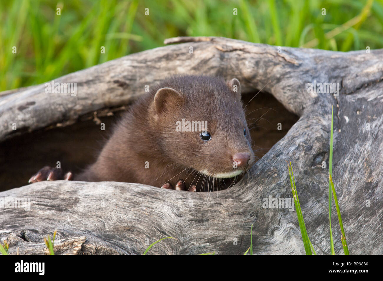 American mink, Mustela (Neovison) vison, native to North America Stock ...