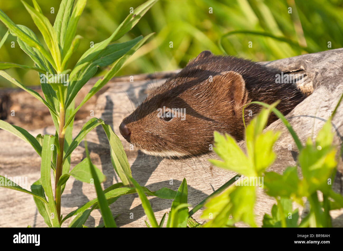 American mink alaska hi-res stock photography and images - Alamy