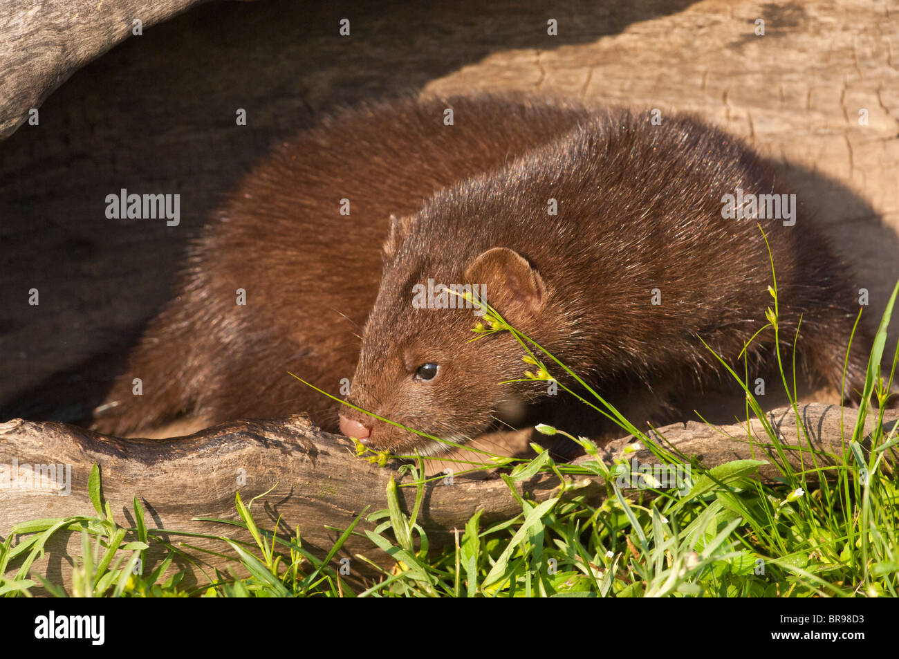 American mink, Mustela (Neovison) vison, native to North America Stock ...