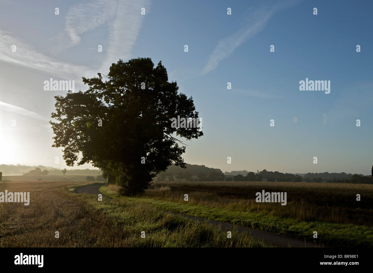 early morning scene with tree and cornfield Stock Photo - Alamy