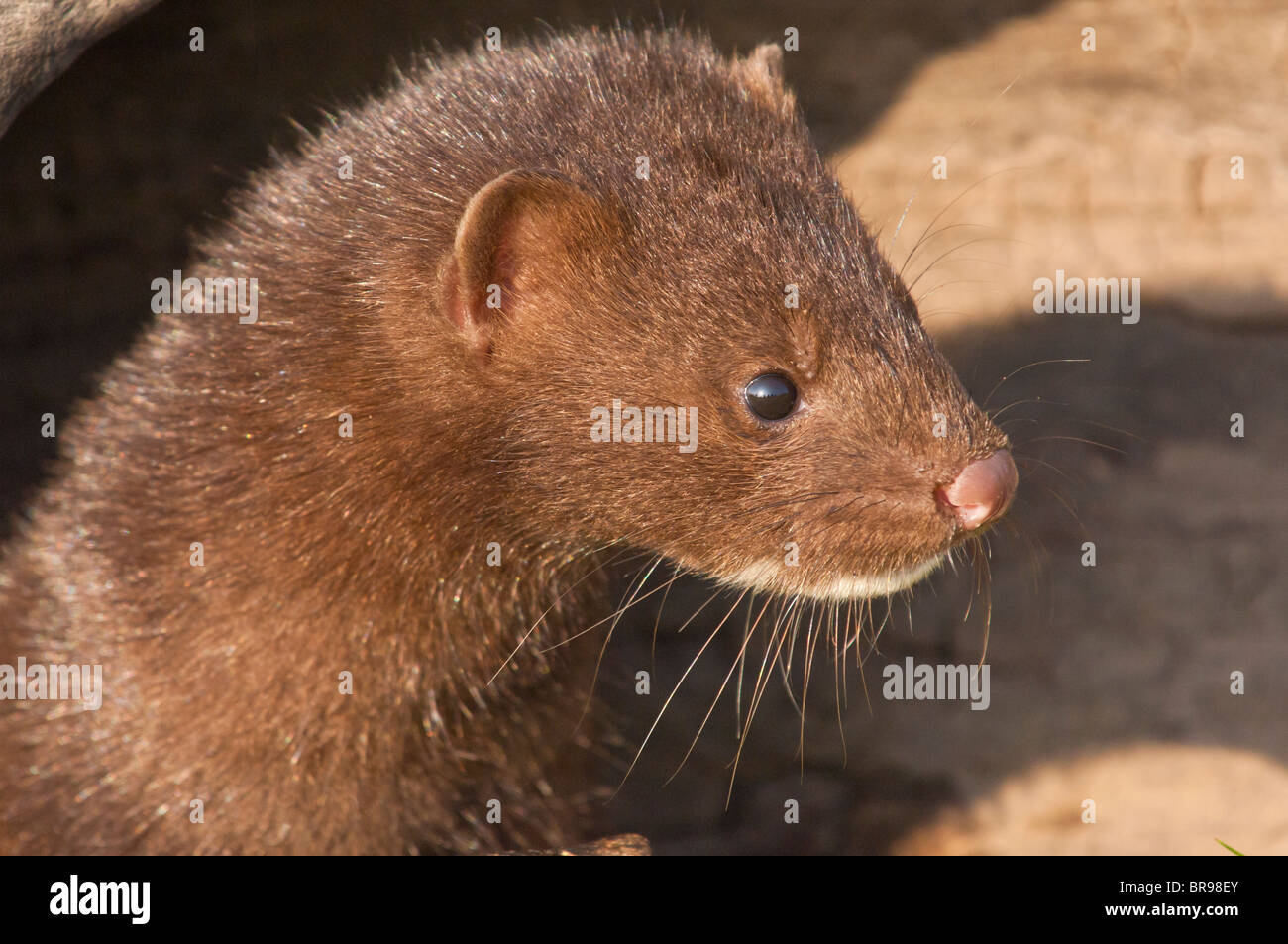American mink alaska hi-res stock photography and images - Alamy