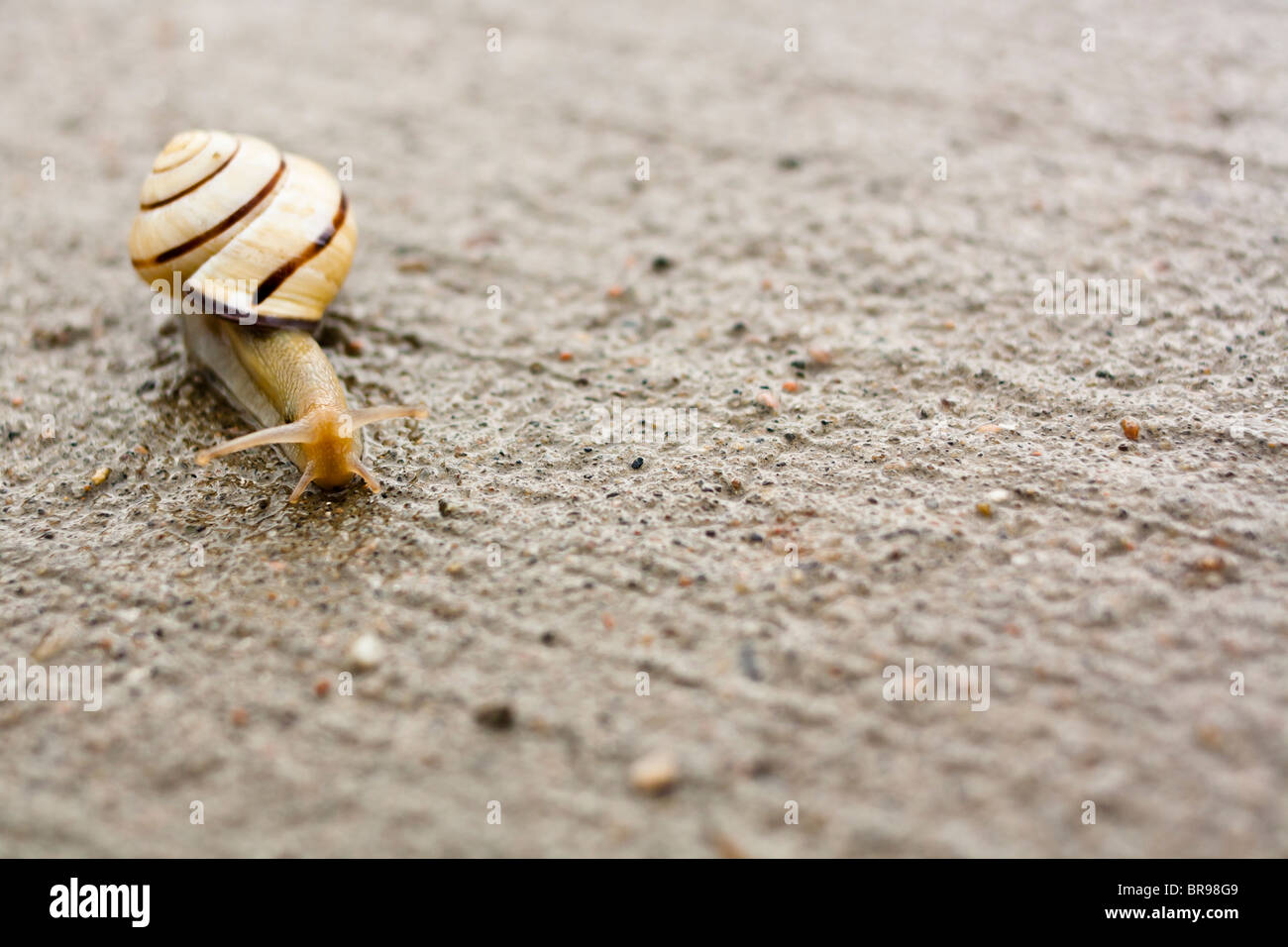 Escargot shell dof texture hi-res stock photography and images - Alamy
