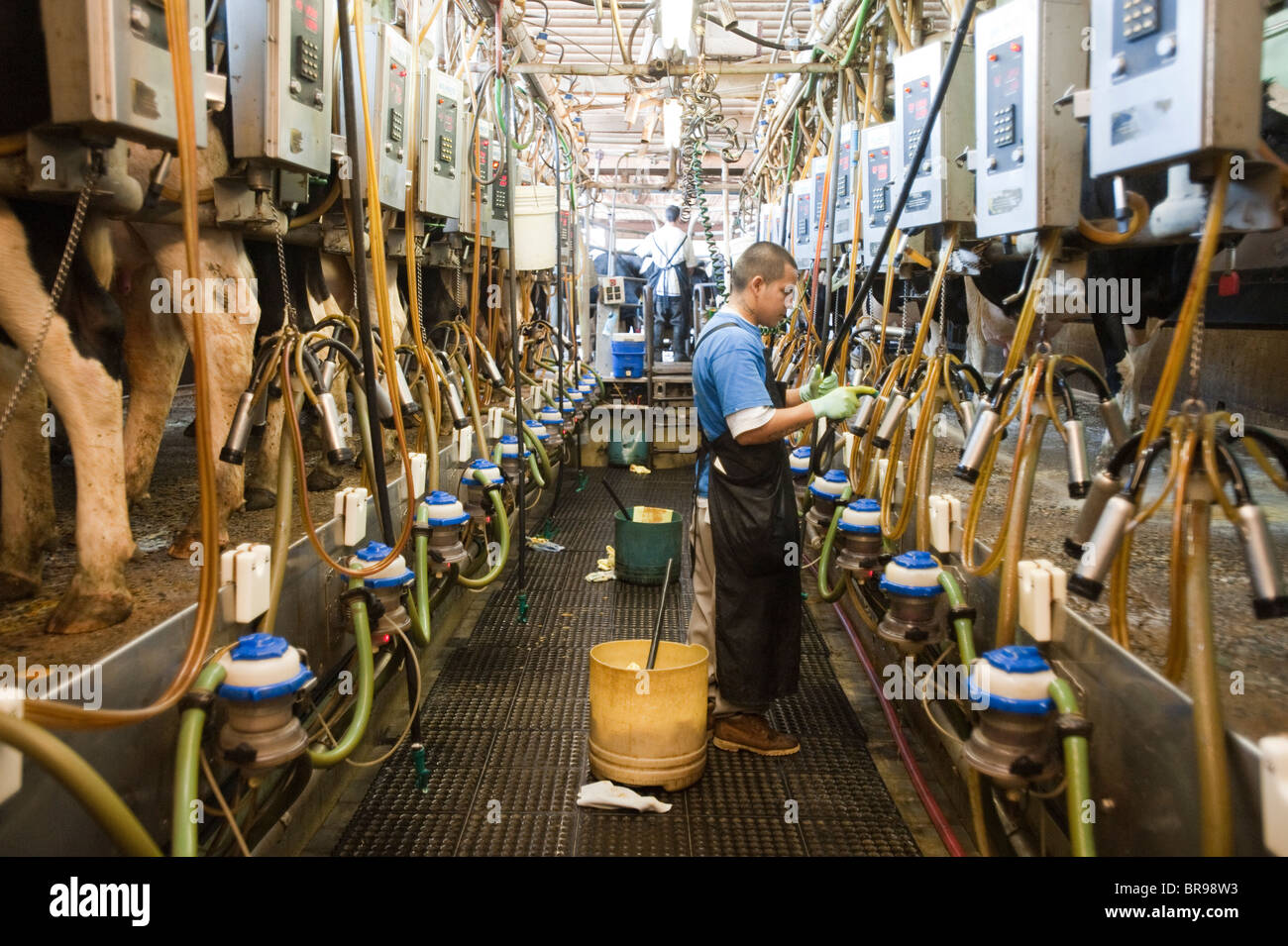 Cow being milked hi-res stock photography and images - Alamy