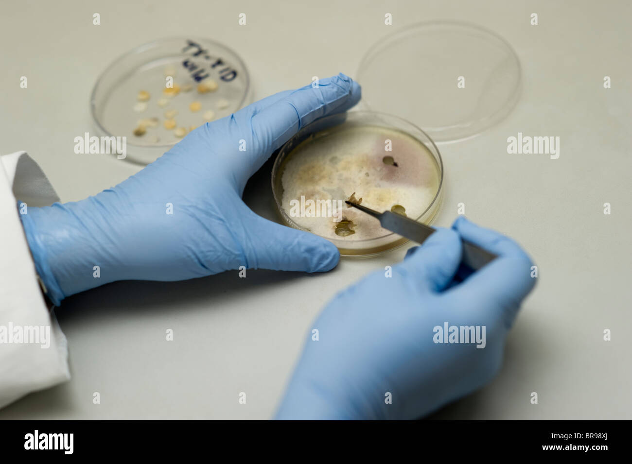 Pathology Lab High Resolution Stock Photography and Images - Alamy