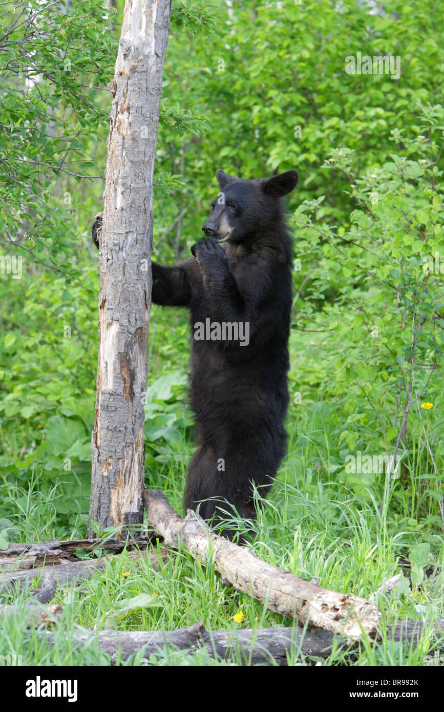 Black Bear Ursus americanus yearling cub standing on its back legs ...