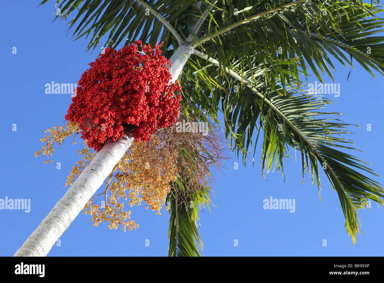 Palm Tree Summer Time Stock Photo - Alamy