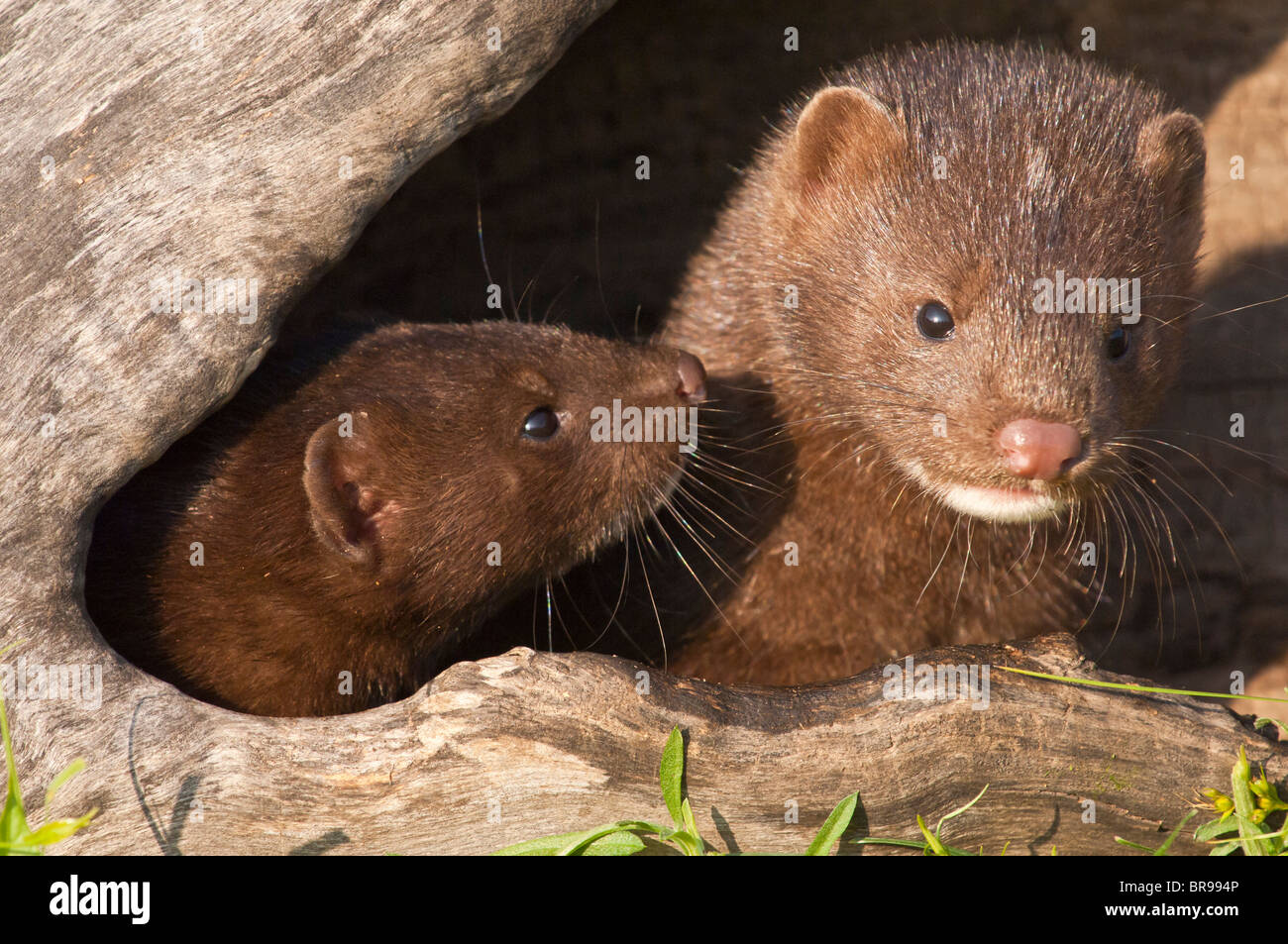 American mink, Mustela (Neovison) vison, native to North America Stock ...