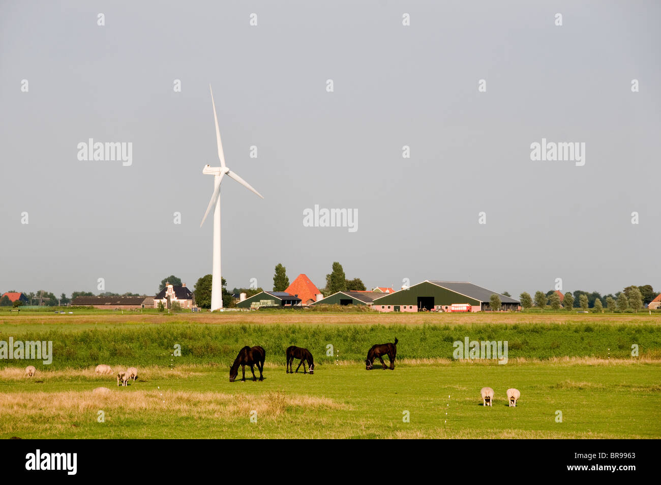 Friesland Fryslan Netherlands Dutch Holland Farm Stock Photo - Alamy