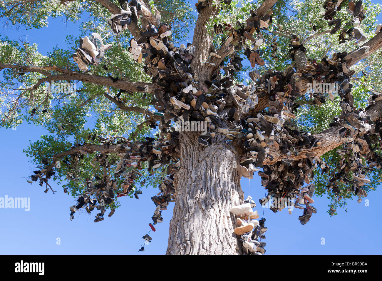 Dangling from a tree High Resolution Stock Photography and Images - Alamy