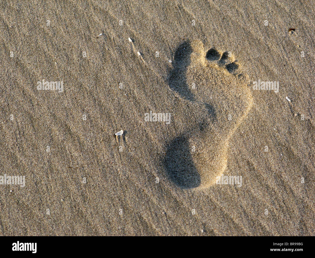 Sand sole hi-res stock photography and images - Alamy