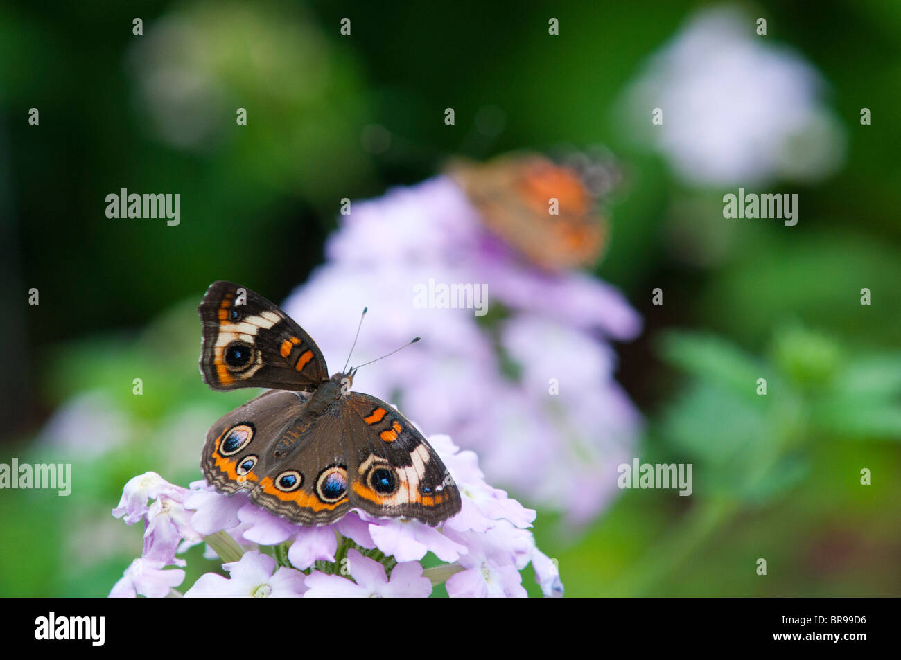 Common Buckeye (Junonia coenia) butterfly Stock Photo - Alamy