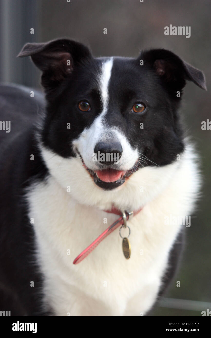 BLACK AND WHITE BORDER COLLIE DOG LOOKING INTENSLY AT THE CAMERA ...