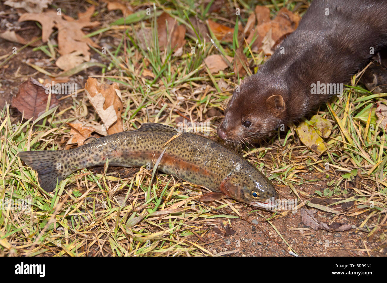 American mink, Mustela (Neovison) vison, with a rainbow trout ...