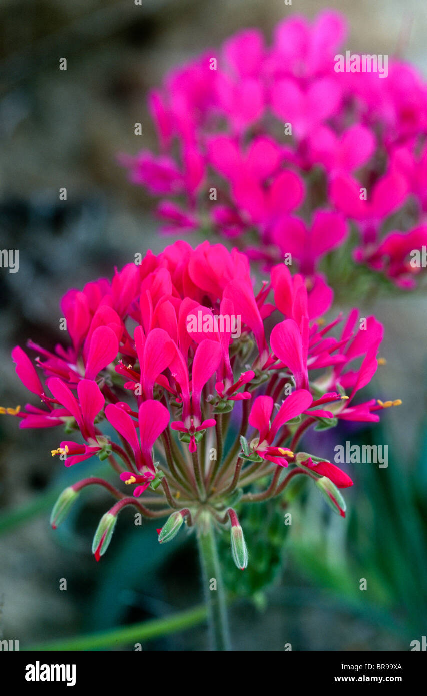 Cerise flower, Kamieskroon, South Africa Stock Photo - Alamy
