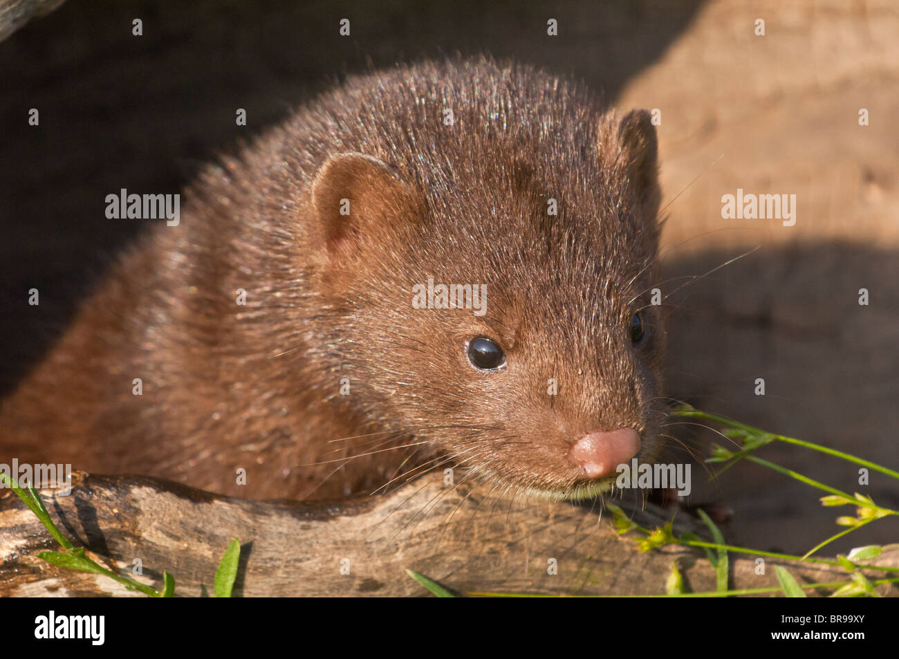 American mink, Mustela (Neovison) vison, native to North America Stock ...