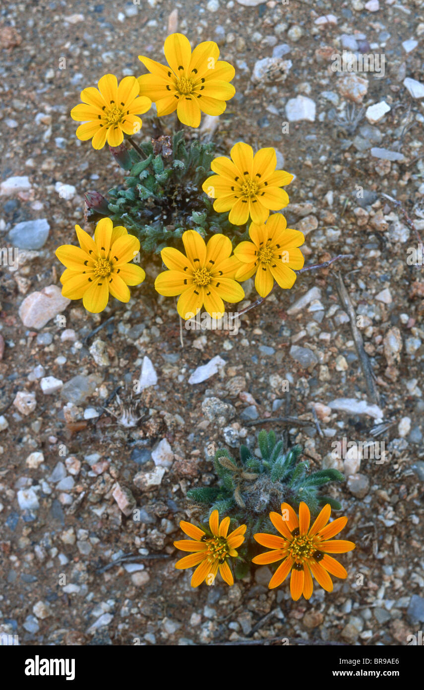 Annual daisies, Gorteria diffusa (orange), Goegap Nature Reserve, South ...