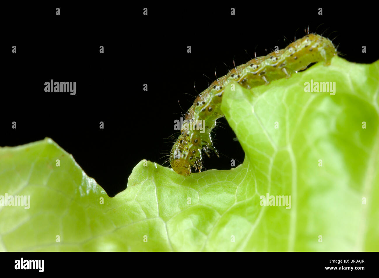 Cabbage Moth larva (Mamestra brassicae) on lettuce leaf Stock Photo - Alamy