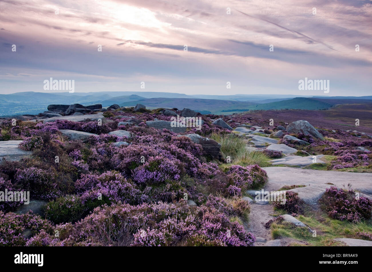 Pink heather covers Stanage Edge in the Peak District, England, UK ...