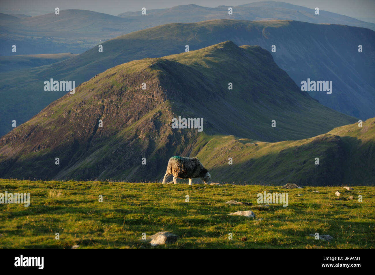 Herdwick sheep on Pillar, English Lake District. Yewbarrow is the ...